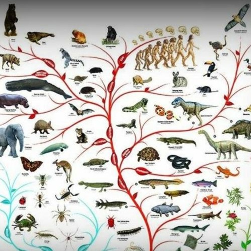 Stream episode De dónde proviene la palabra Evolución by Departamento ...