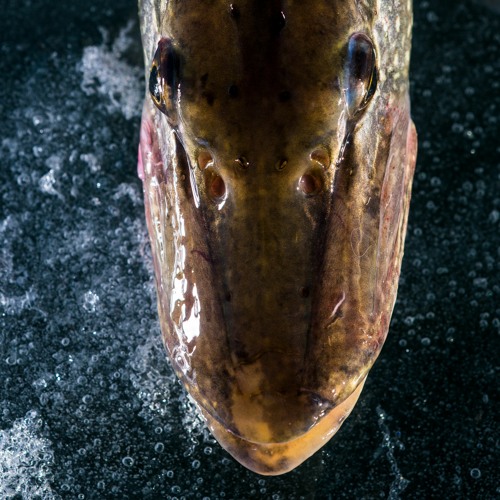 Stream Panhandle Afield: Northern Pike by Justin Haag | Listen online ...