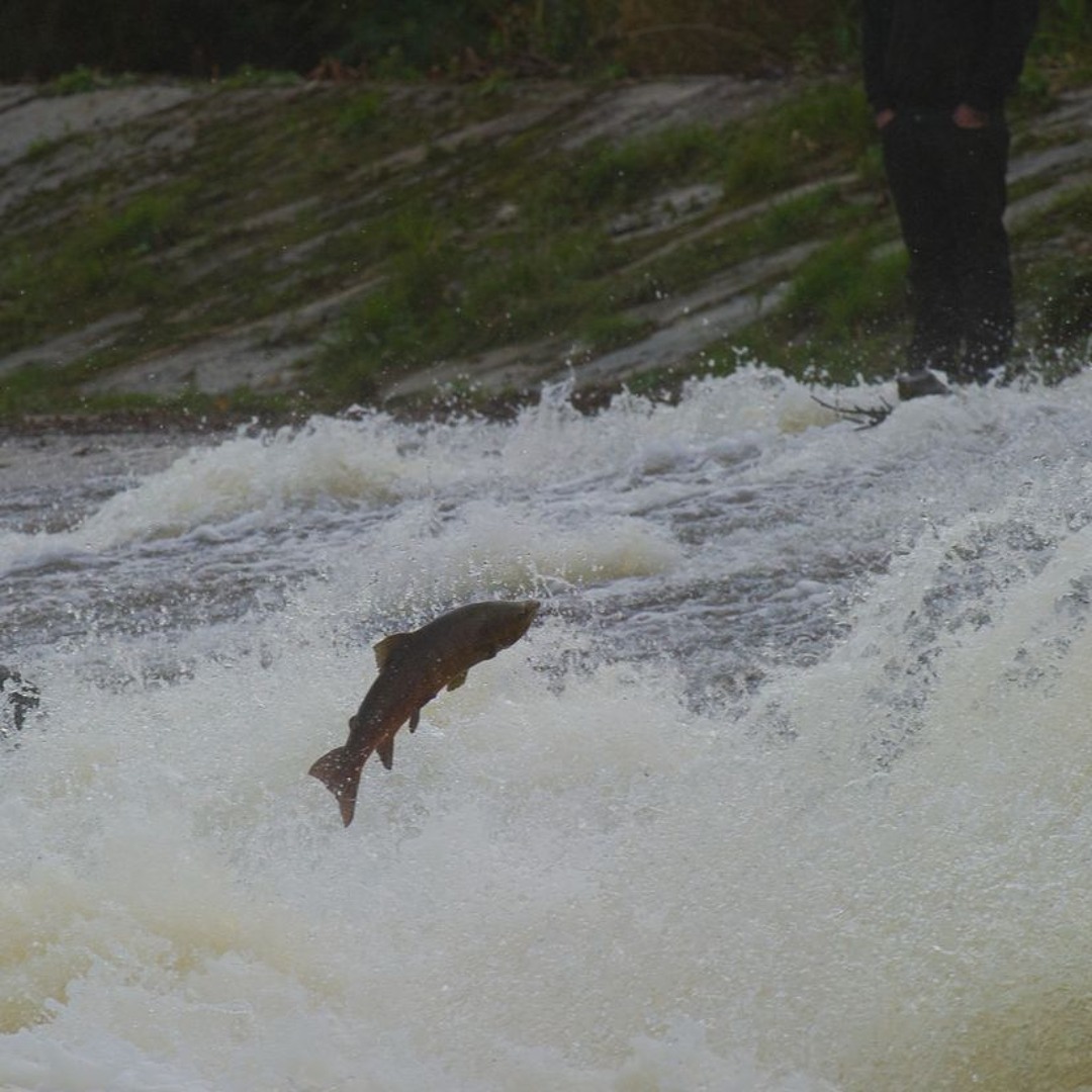 Stream The decline of the Atlantic Salmon (‘King of fish’) in the UK by ...