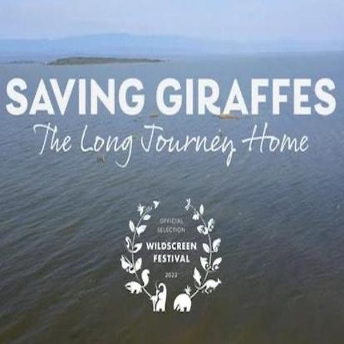 Stream National Geographic, "Saving Giraffes," Birth And Death by ...