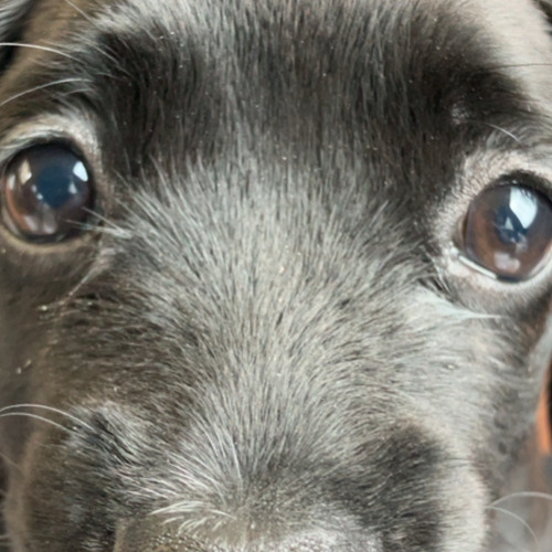 Stream HI DOG by K2k2 K2k2 | Listen online for free on SoundCloud