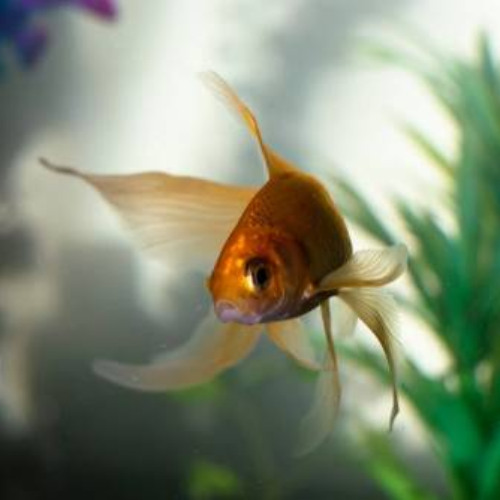 Stream Goldfish trained to drive cars on land by Zoiko Mobile | Listen ...