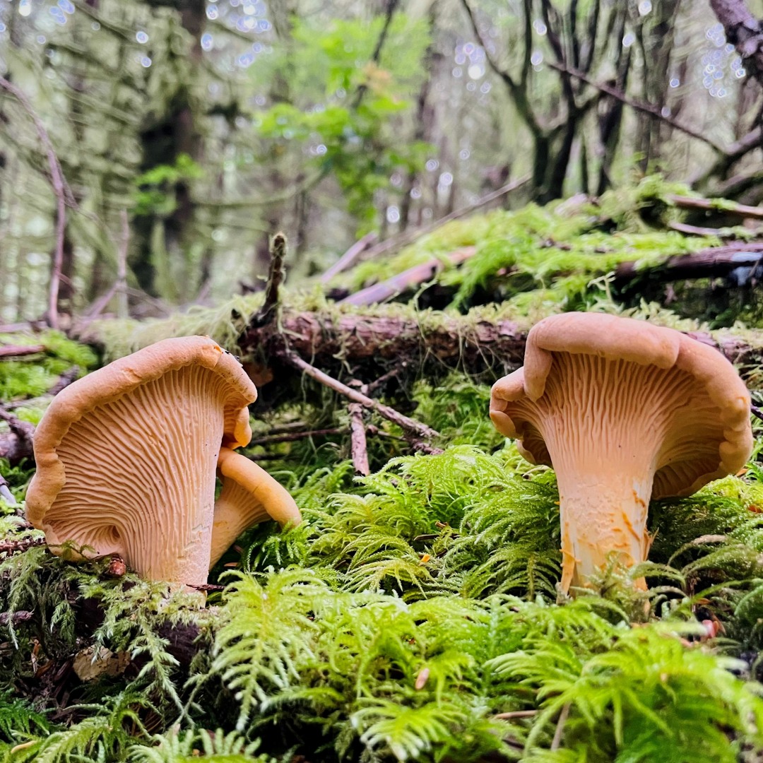 Stream Talking all things mushroom hunting with mycoeducator Rachel ...