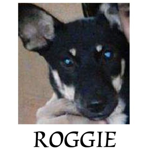 Stream Roggie by Aurus Canaria | Listen online for free on SoundCloud