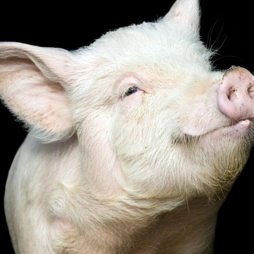 Stream Sumrak - Piggish (Live Raw Mix) by Sumrak | Listen online for ...