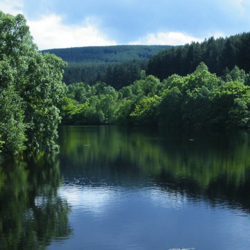 Stream The forests lament by Martin Proffitt | Listen online for free ...
