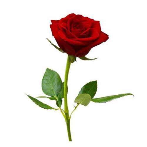 Stream Rose To My Darling (Prod. RicandThadeus Music) by Chinedu ...