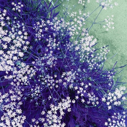 Stream [Coma Regalia] Aesthetic Contaminant Burial Etiquette by swaqb ...