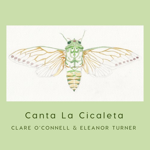 Stream Canta La Cicaleta by Clare O'Connell | Listen online for free on ...