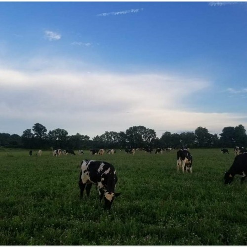 Stream episode Why Retired Farm Kids make Great Employees by Emma Tidd ...