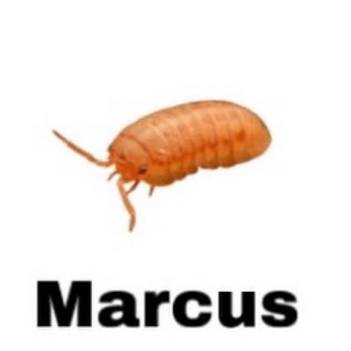 Stream Spectrum スペクトラム FLY 1980 by Metrodxd | Listen online for free on ...