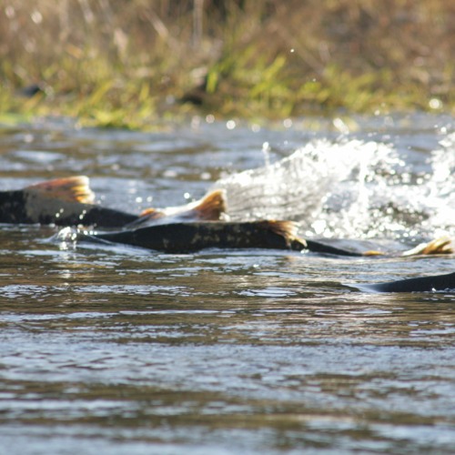 Stream Delta Pumps Killing Endangered Fish by Vic Bedoian | Listen ...