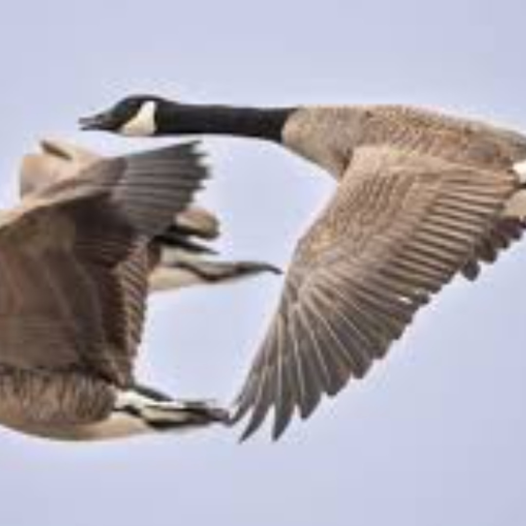 Stream episode Birding with Al_Batt 10-29-2024 by The Maverick FM ...