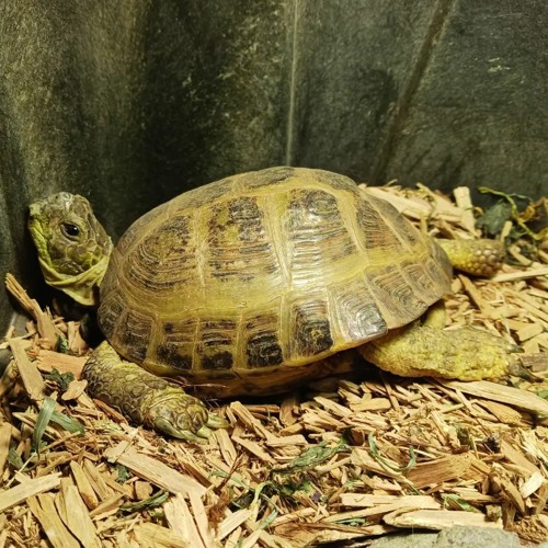 Stream Mrs. Henry & the Coerced Kid Choir - Winker's Lullaby (9-16-2022 ...