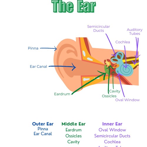 Stream S1 W16 SCIENCE - EAR SONG by BLA Series 1 | Listen online for ...