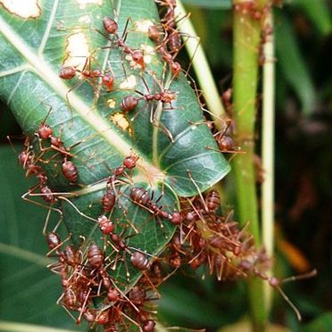 Stream episode The Ring of Fire (Ants) by Veterinary Entomology at ...