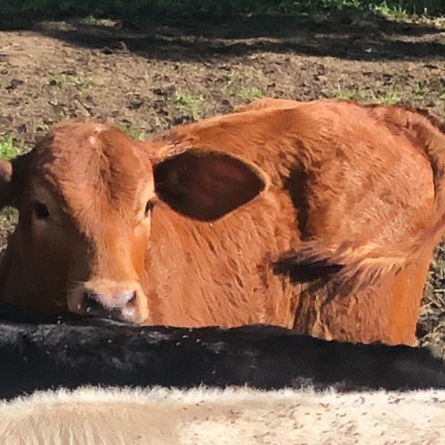 Stream Chocolate bread by Sour Patch Jasp | Listen online for free on ...