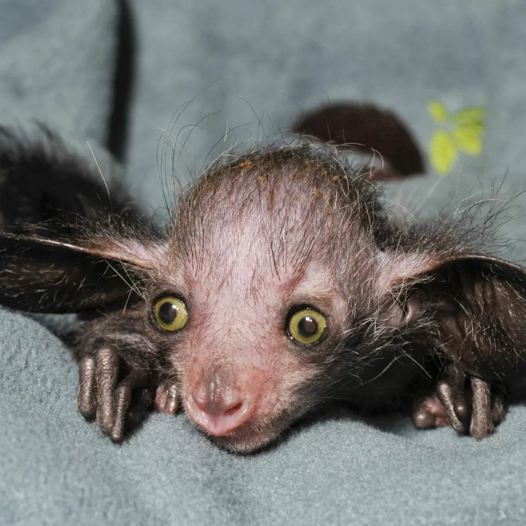 Stream everyday (07-14-23) AI attempting fake animal sounds by ...