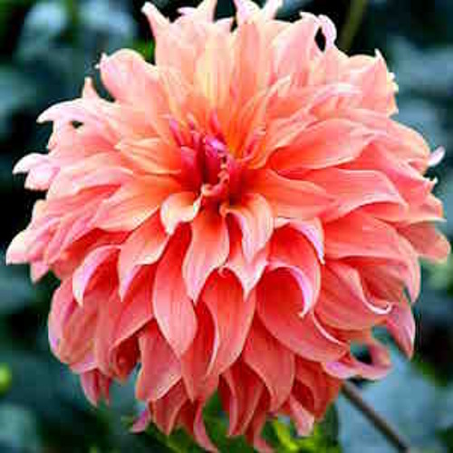 Stream National Dahlia Society’s Dave Gillam gives more advice on ...