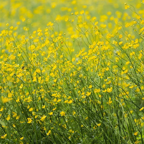 Stream tomar jan rohana by MD. Jahid Alom Roni | Listen online for free on SoundCloud