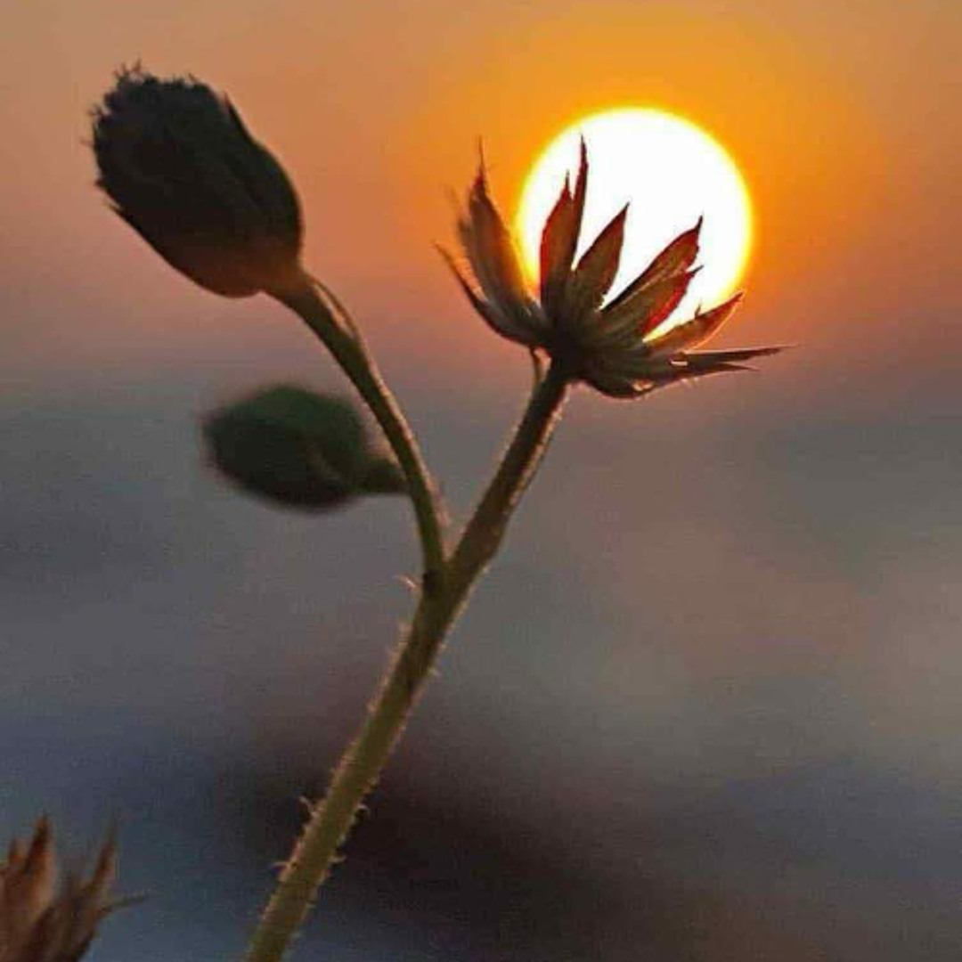 Stream episode 7. Ghen Tuông - Hiểu về Trái Tim by Mai Thảo podcast ...