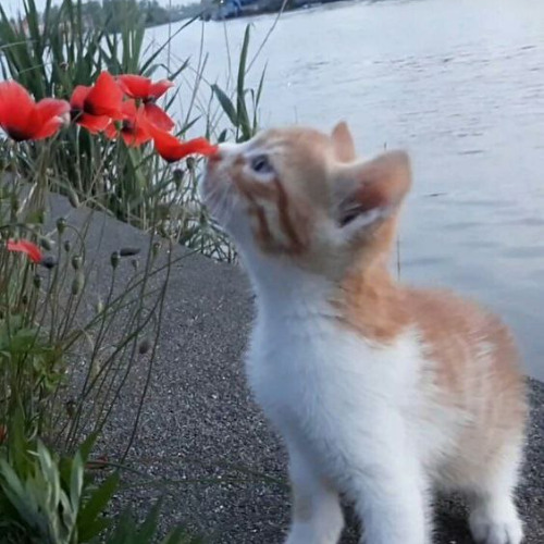 Stream code10 archive-Percsoda by swaggafronzeee | Listen online for free on SoundCloud