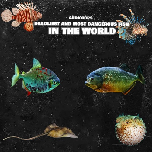 Most Dangerous Fish In The World