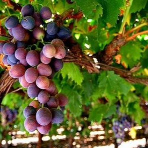 Stream Filippense 1 - Die Gebed van Paulus by Die Wynstok | Listen ...