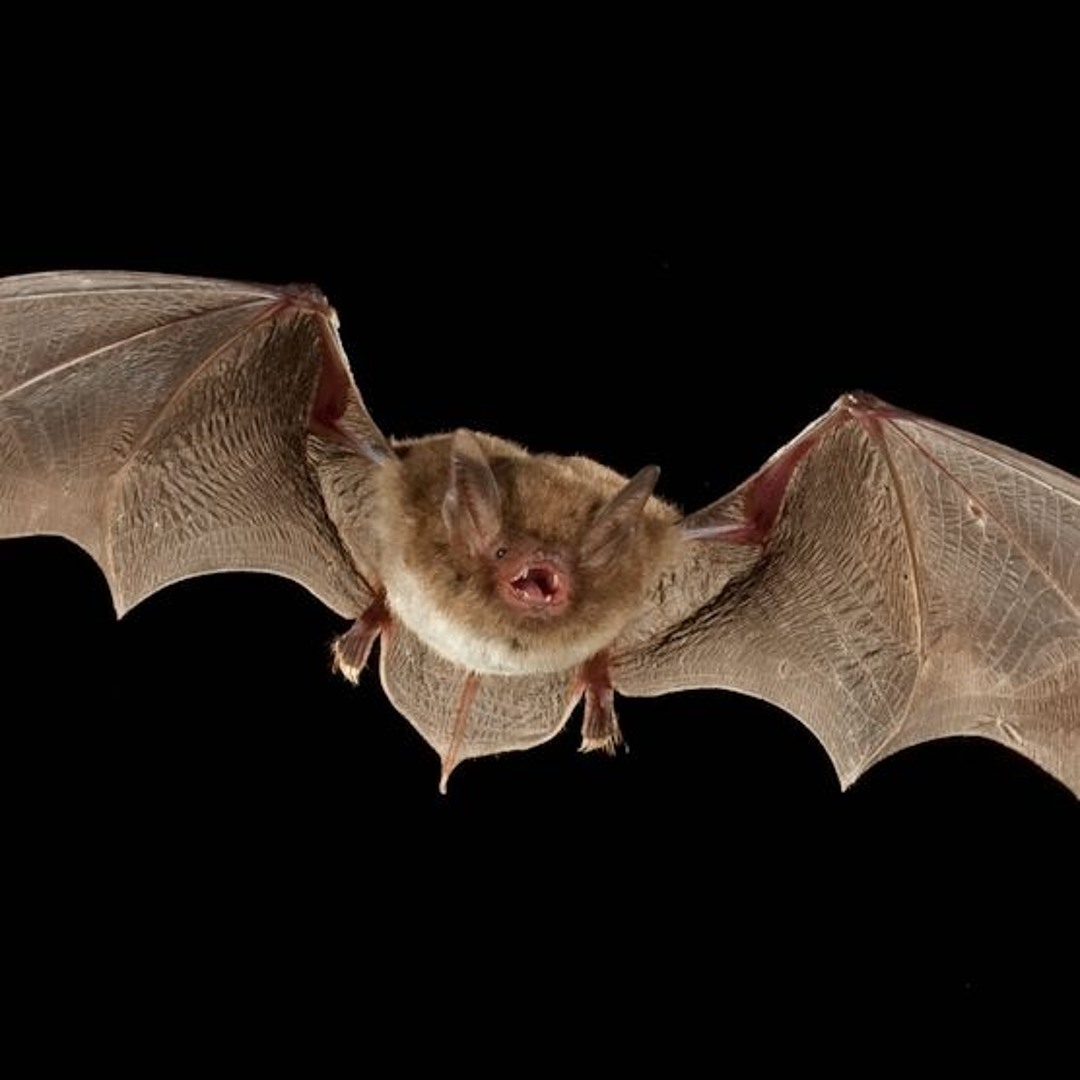 Stream Bat Species Native To Indiana by Varment Guard Fort Wayne ...