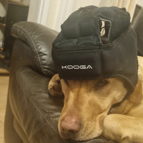 Stream Nathan Hoang | Listen to stray kids and stuff :p playlist online ...