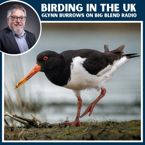 Stream episode Birding in the UK: Top Spots for Birdwatching by Big ...