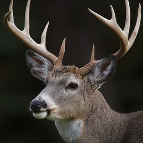 Stream toe inspiration - ode to hear you (math rock demo) by neji-dawg ...