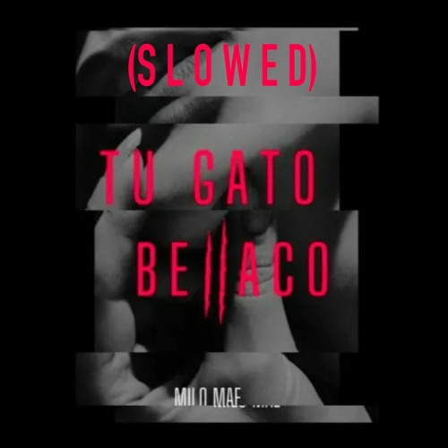 Stream Milo Mae - Tu Gato Bellaco [SLOWED] by Mino | Listen online for ...