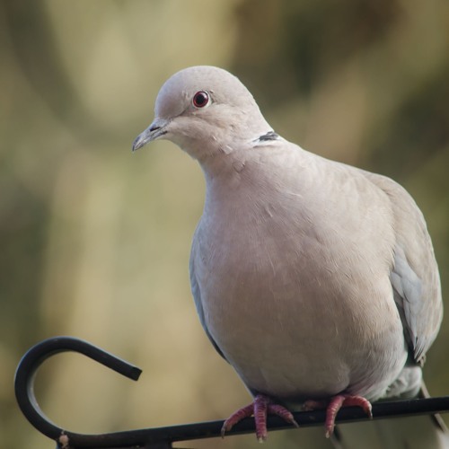 Stream Collared Dove song, United Kingdom, April 1978 by The British ...