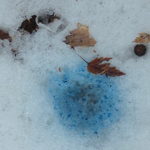 Stream episode Snow Fleas, Blue Doo Doo and More With Al Batt 02142023 ...