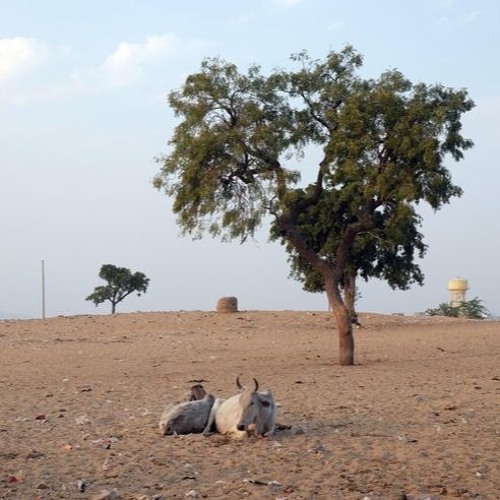 Stream Sadaqah Jariyah: Planting Trees for a Better Future by Al ...