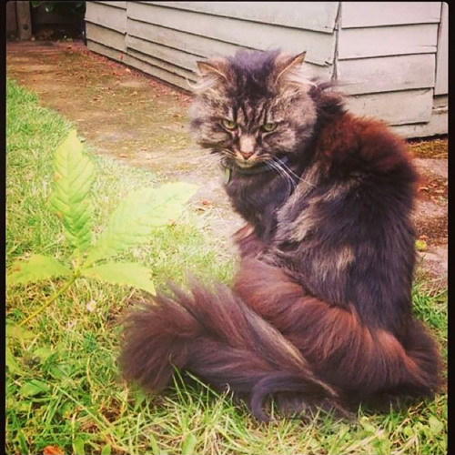 Stream Let Me Put My Thinking Cat On by Music For Cats | Listen online for free on SoundCloud