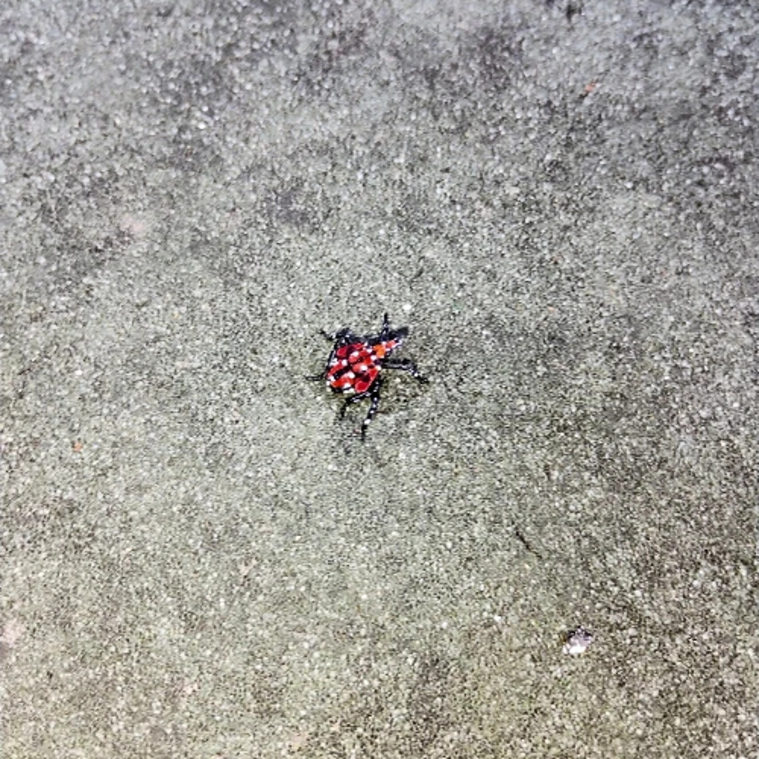 Stream Lee Sosa 1 | Listen to Two Forty 240 playlist online for free on ...