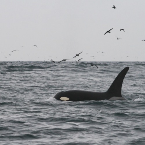 Stream episode Orca / Orcinus orca by Museo de Historia Natural de Concepción podcast | Listen ...