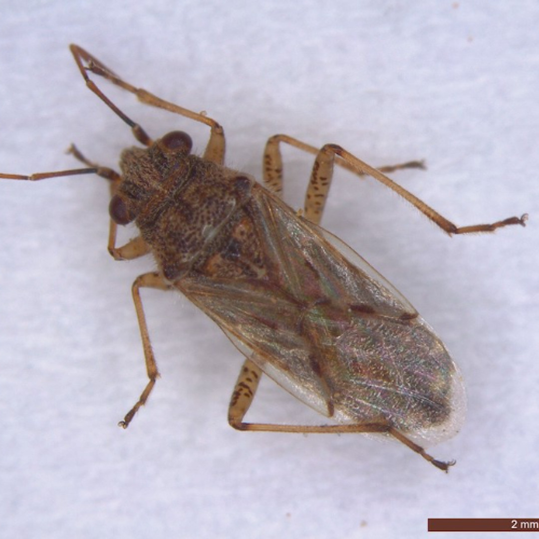 Stream episode Rutherglen bug: the sporadic pest causing grief this ...