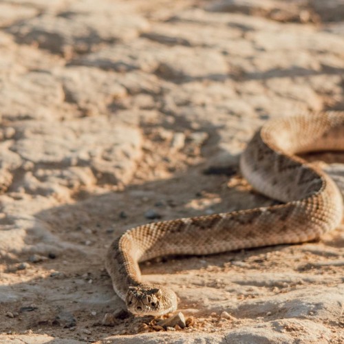 Stream 227. Snakes. Why'd it have to be snakes? by EM Board Bombs ...