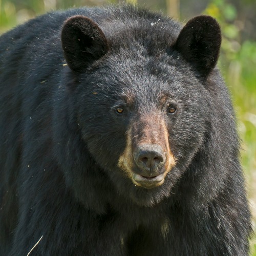 Stream Forest Service Talks Updated BWCA Bear Aware Forest Service ...
