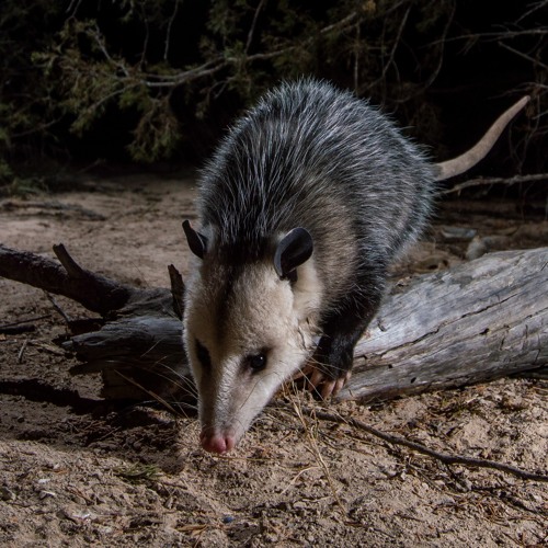 Stream Panhandle Afield: The Virginia Opossum by Justin Haag | Listen ...