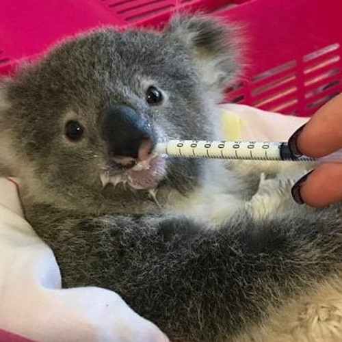Stream Animal Rescue Services Enduring Hardships Due To Coronavirus By stream-animal-rescue-services-enduring-hardships-due-to-coronavirus-by