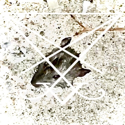 Stream witchcult certified##>:#🐀K##