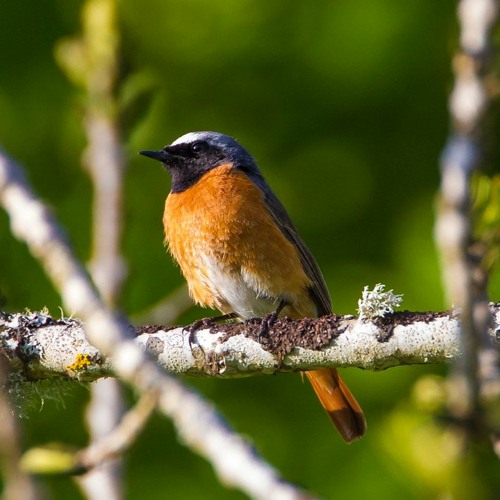Stream Redstart song, Surrey, England, May 1977 by The British Library ...