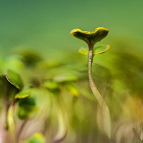 Stream Forgiveness - Quick Practice by Jeddah Mali by Intelligent Life ...