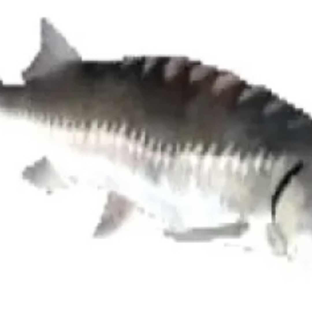 Stream episode Low Quality Spinning Fish (OFFICIAL AUDIO) by ...