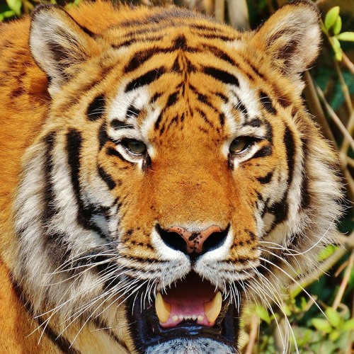 Tiger - Listen to music