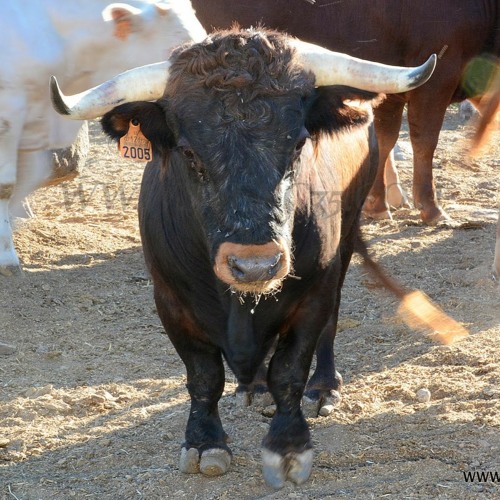 Stream Toro Enano by Zoológico Sahuatoba | Listen online for free on ...